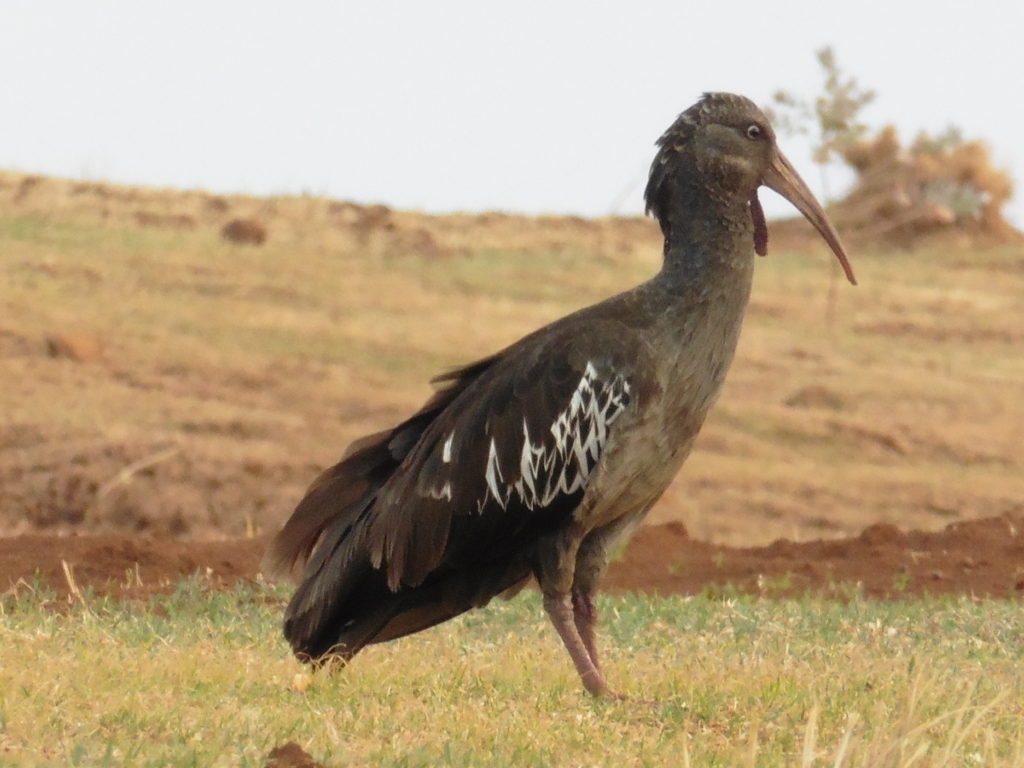 Bostrychia carunculata - Stork, Ibis and Spoonbill Specialist Group