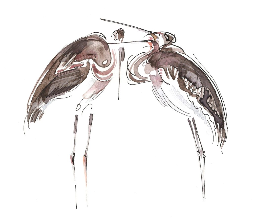 Structure - Stork, Ibis and Spoonbill Specialist Group