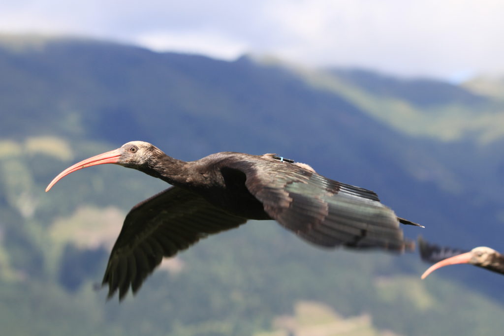 Human-led migration - Stork, Ibis and Spoonbill Specialist Group