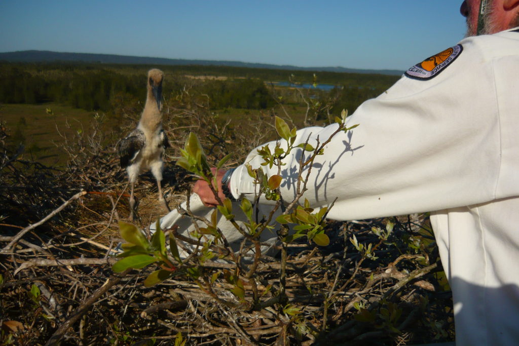 Gregory Clancy - Stork, Ibis and Spoonbill Specialist Group