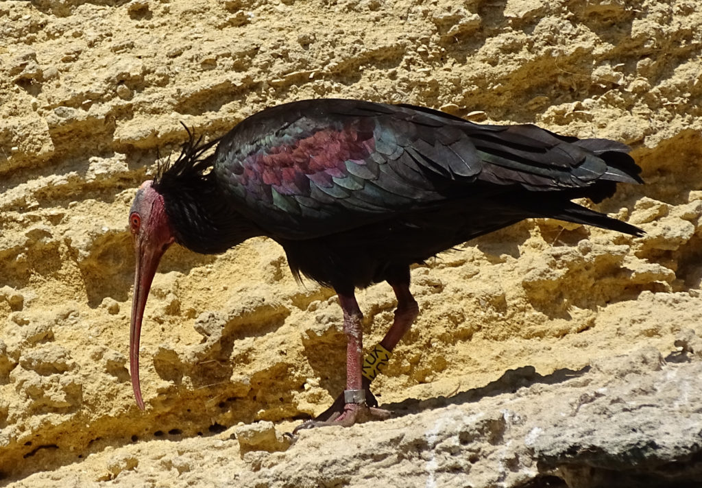 Dark-coloured Ibises cannot keep a cool head! Or can they? - Stork ...