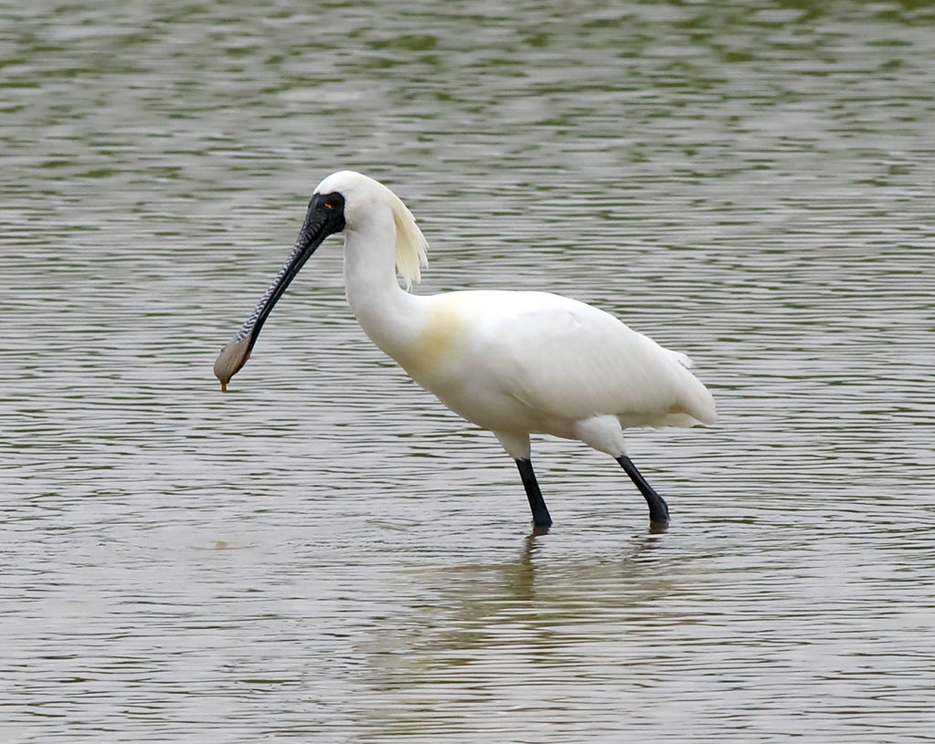 General - Stork, Ibis and Spoonbill Specialist Group