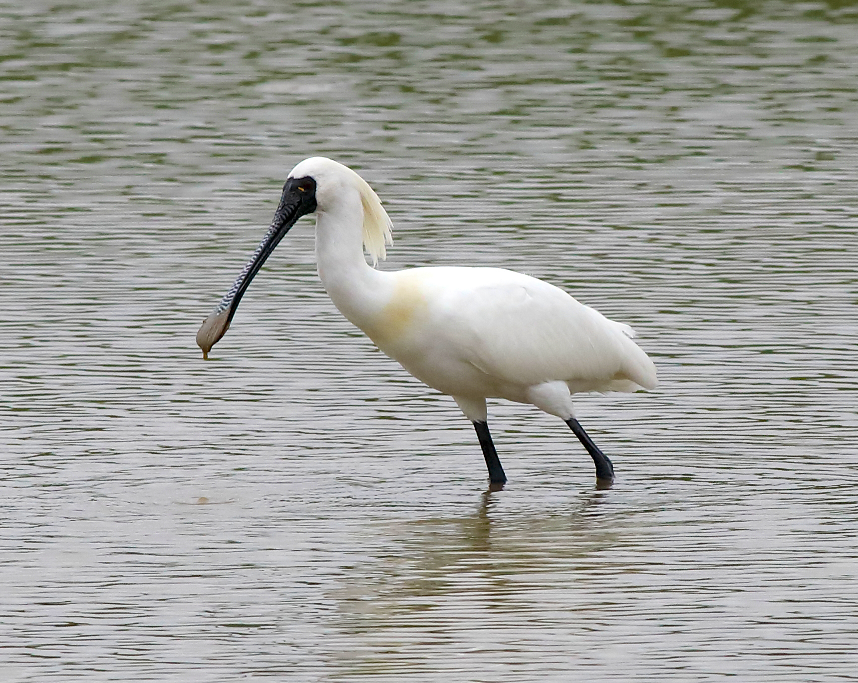 International Black-faced Spoonbill Platalea minor Census 2019 - Stork ...